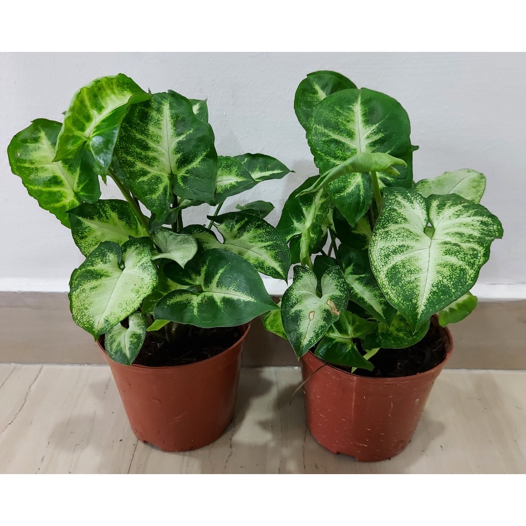 Syngonium Pixie House Home Indoor Potted Plant | Shopee Singapore