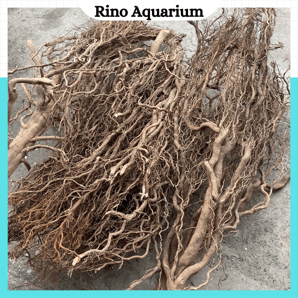 Driftwood with Whole Roots | Driftwood Roots Aquarium Setup | Poplar ...