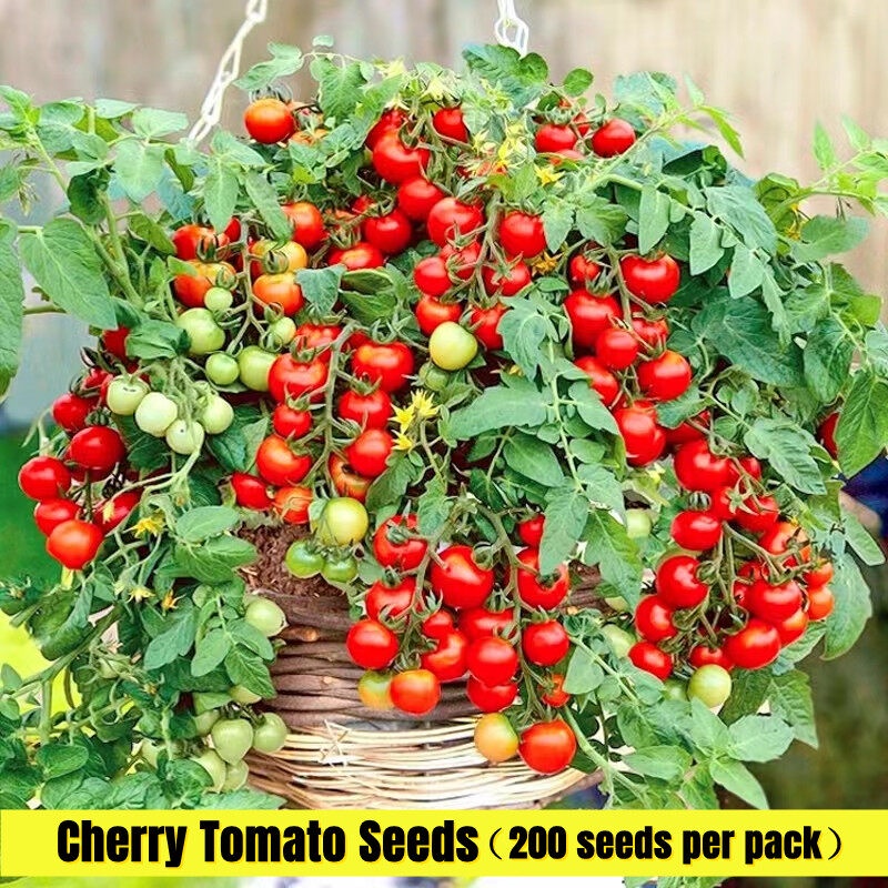 [Easy To Grow In Singapore] 200pcs Fresh Ruby Cherry Tomato Seeds for ...