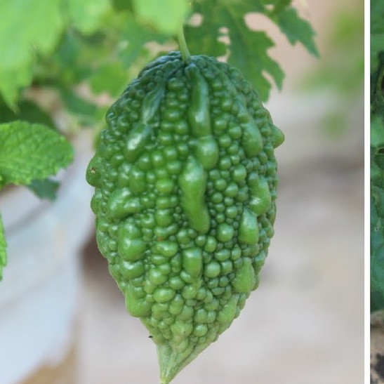 4 Mini Bitter Gourd seeds (fr SG) | Shopee Singapore