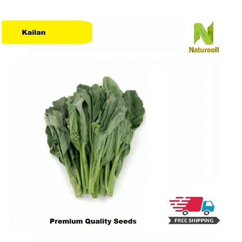 300pcs Kailan Vegetable Seeds (Free Shipment by Choosing Normal Mail ...