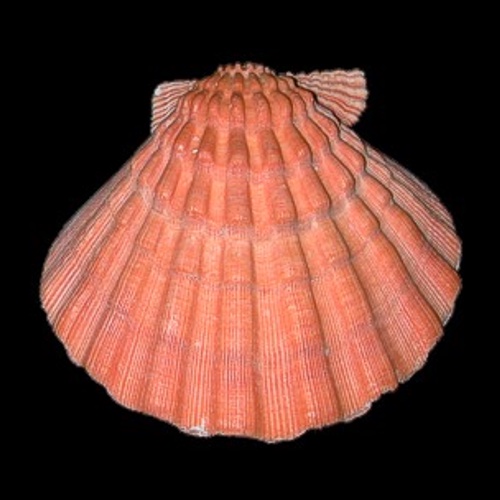 Orange Lion's Paw Scallop - Lion Paw - Sailor Valentine - Craft ...