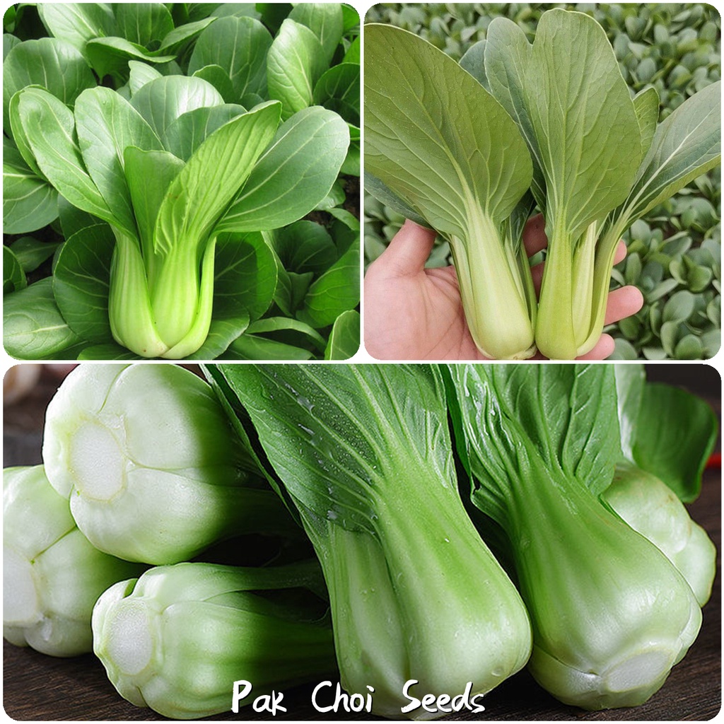 200pcs/pack Pak Choi Seeds Vegetable Plants for Sale Microgreens Seeds ...