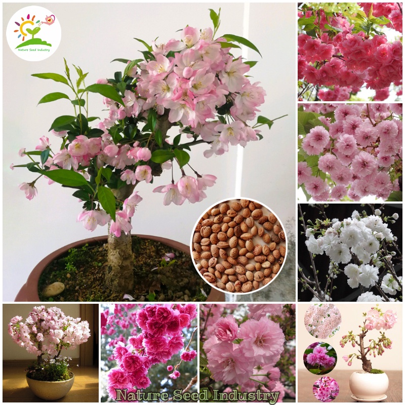 Potted Sakura Seeds (30pcs Seeds for Planting) Japanese Cherry Blossoms ...