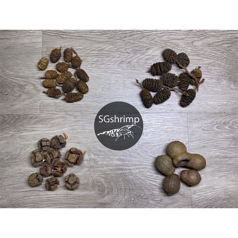 [Free Shipping] Australian Alder Cone/Mediterranean Cypress/Eucalyptus ...
