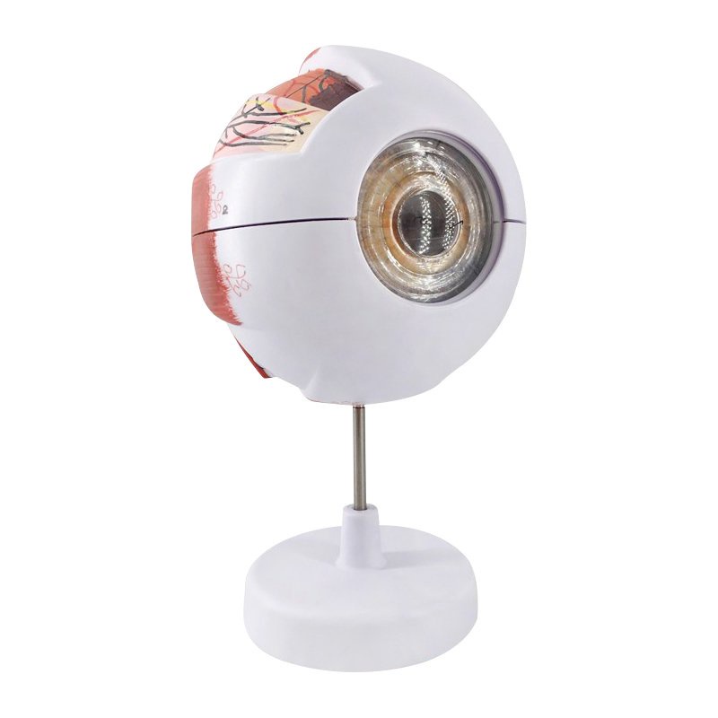 Eye Anatomy 6X Enlarged Eyeball Model, Human Anatomical Model Science ...