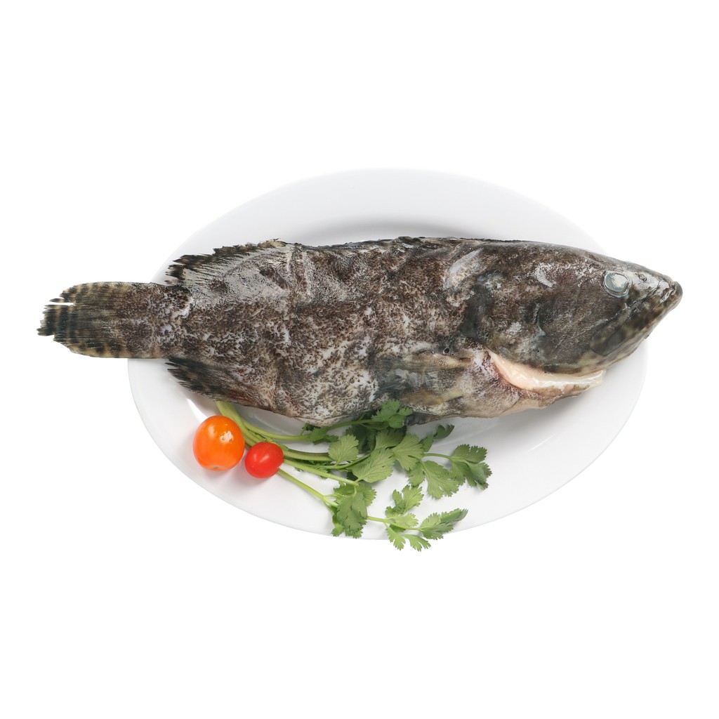 Tiger X Giant Grouper Whole, 600-800g | Shopee Singapore