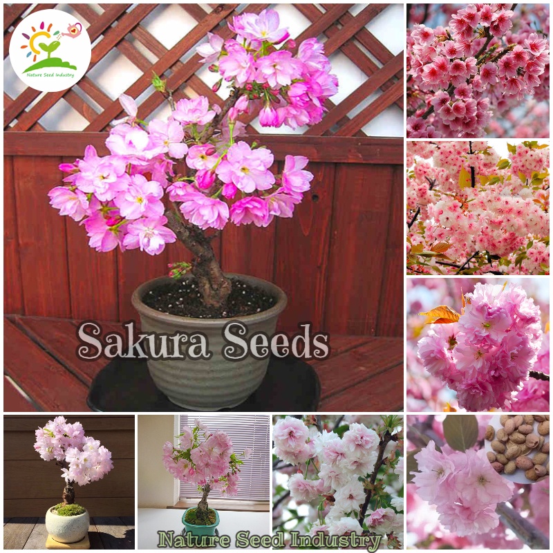 Beautiful Sakura Seeds Japanese Cherry Blossoms Gardening Flower Seeds ...