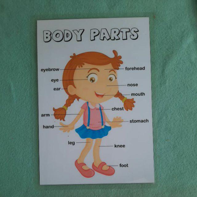 Body Parts Charts A4 bond paper size for kids(teacher pher) | Shopee ...