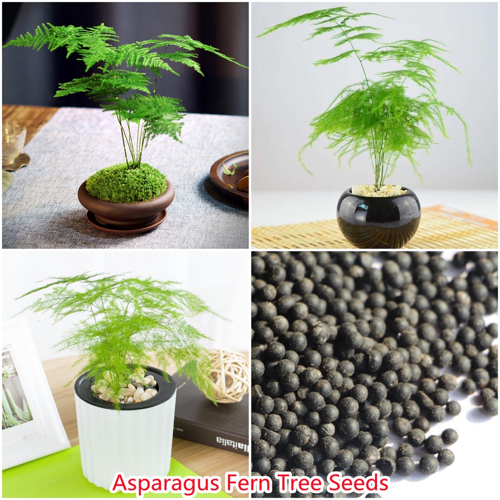 50PCS Asparagus Fern Tree Seeds Plants Mixed Colors for Planting Flower ...