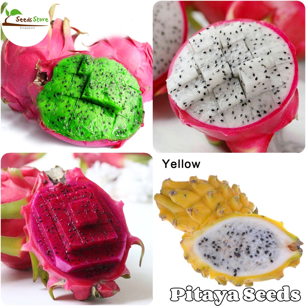 SG Ready Stock Dwarf Pitaya Seeds/Dragon Fruit Seeds 100pcs Sweet Fruit ...