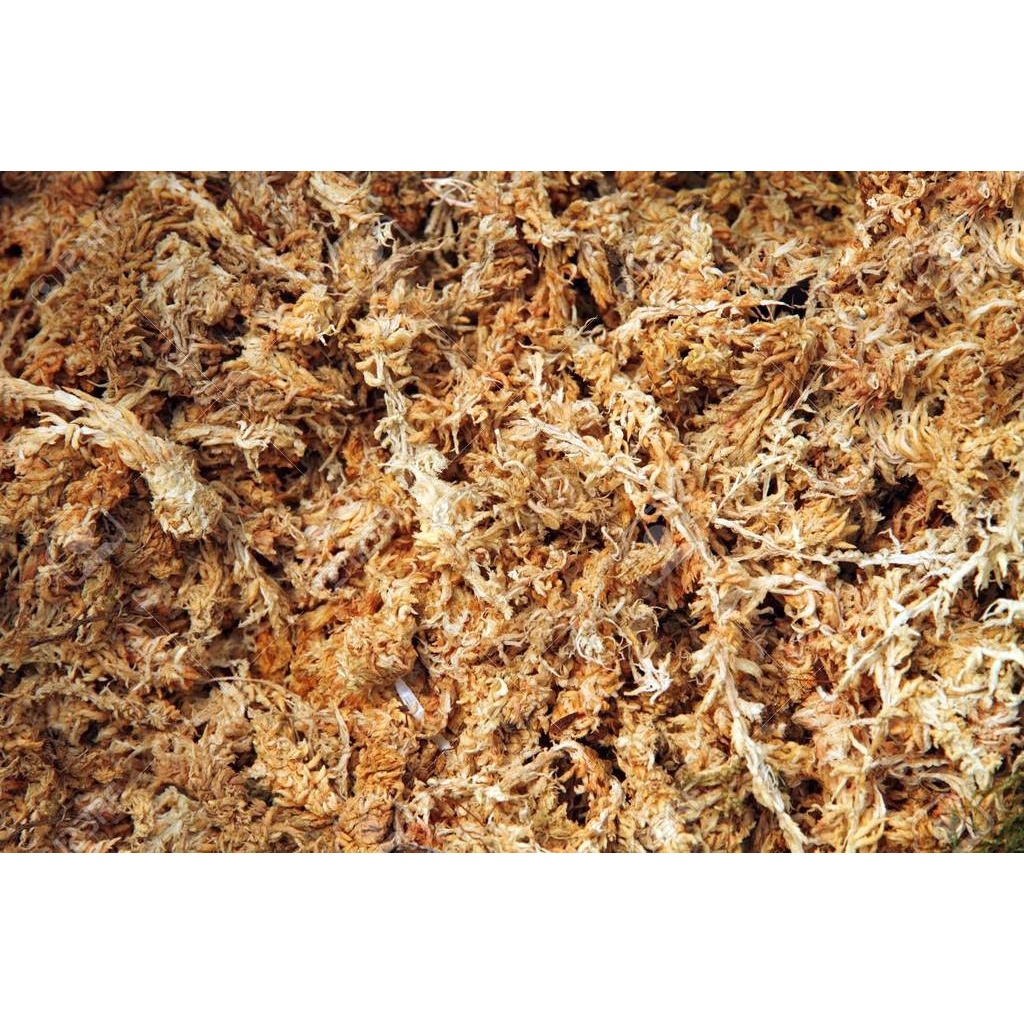 Chilean Sphagnum Moss / Peat Moss for Succulent / Rooting Moss / Garden ...
