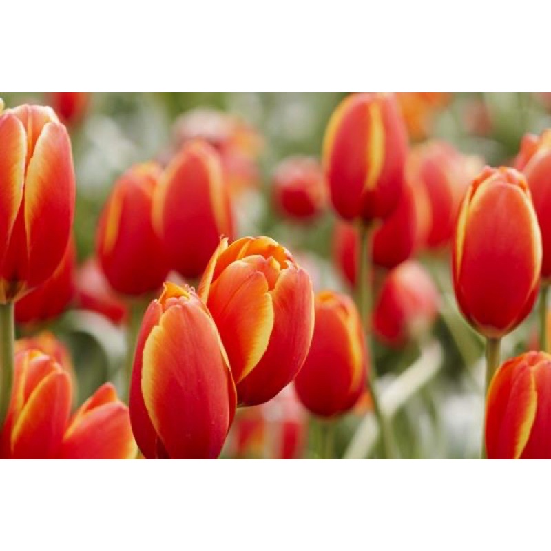 Tulip Tuber Seed One Pc Fr Sg | Shopee Singapore