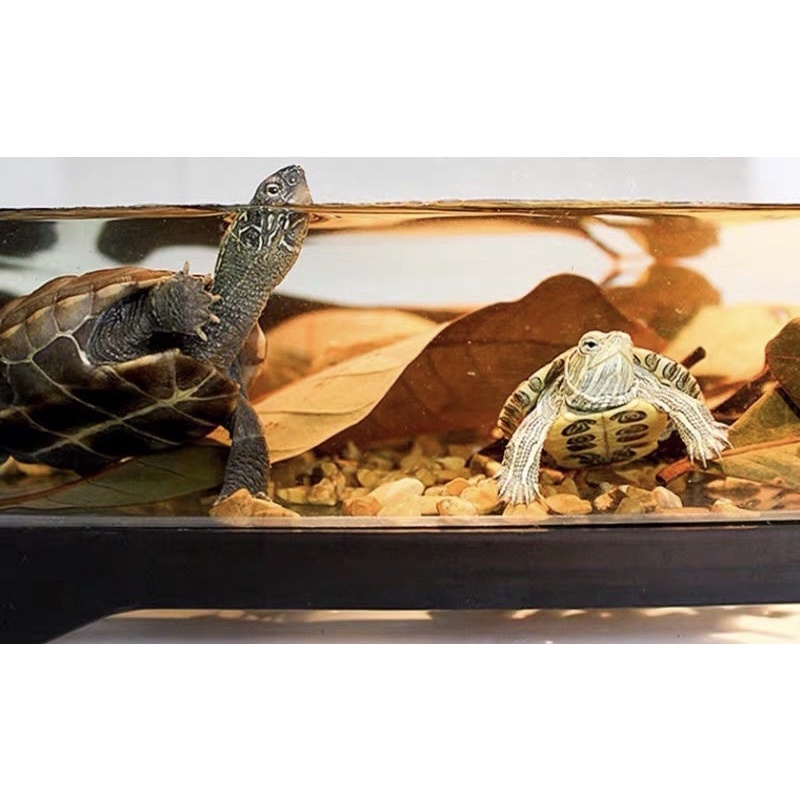 Natural Longan Leave for turtle tarrapin tank decoration | Shopee Singapore