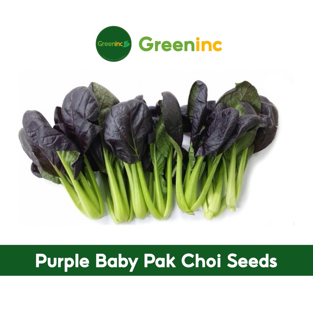 Purple Baby Pak Choi Seeds (紫小白菜) Vegetable Seeds from SG | Shopee ...