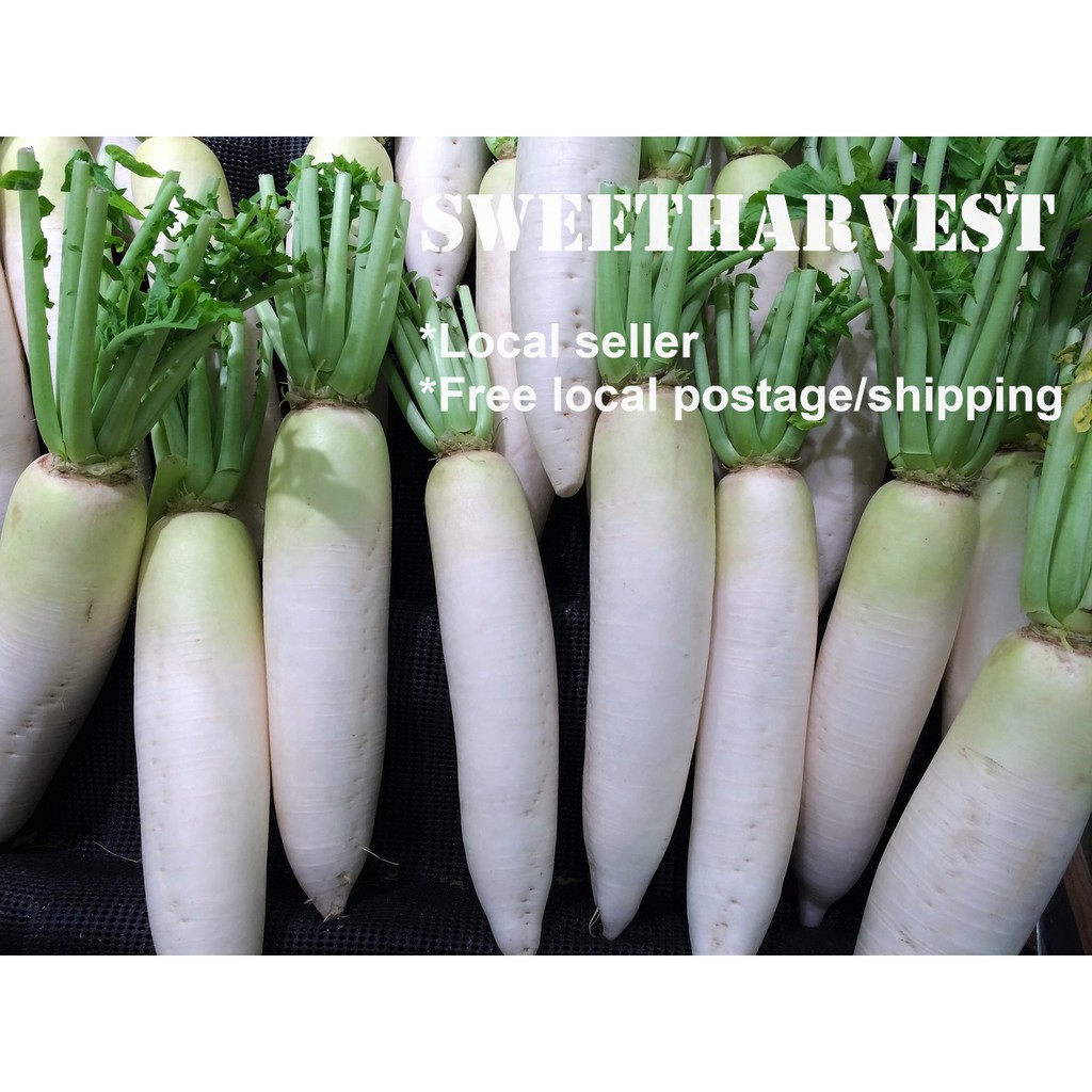 150 seeds White Radish (long)/ Chinese radish/ lobak/ lo bak/ Chinese ...