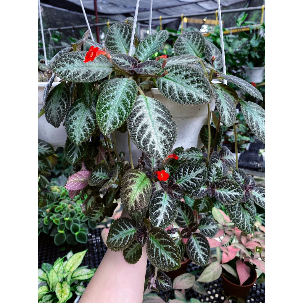 Episcia Plant/Hanging Plant/Indoor Plant | Shopee Singapore