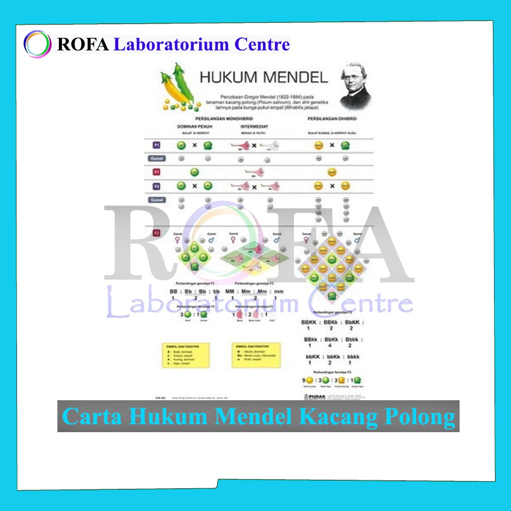 Mendel's Law Chart of Peas - Type 2 / Biology Chart / Science Chart ...