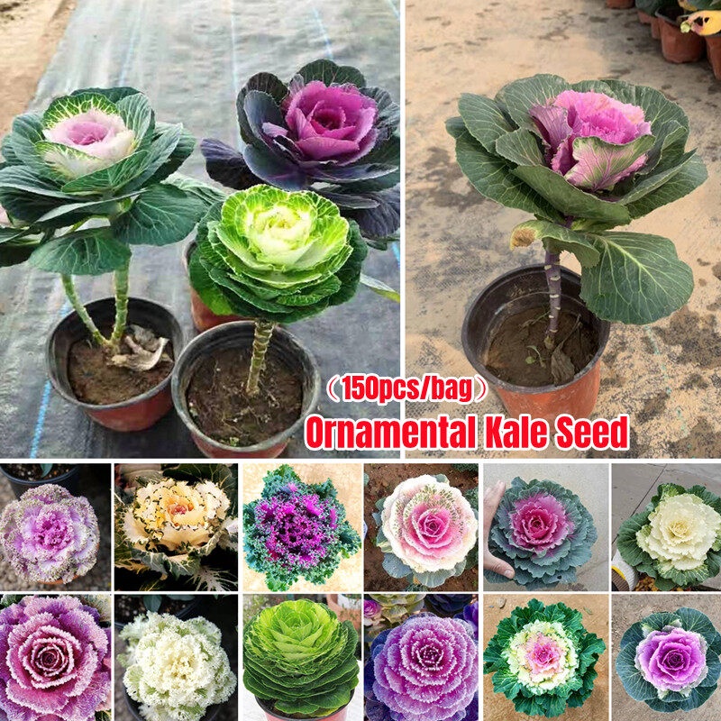 [Easy To Grow In ] 150 Seeds Assorted Ornamental Kale Flower Seeds ...