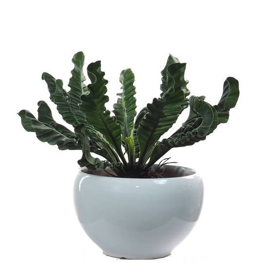 Asplenium Nidus, Curly, Cobra Bird Nest Fern in White Ceramic Pot ...