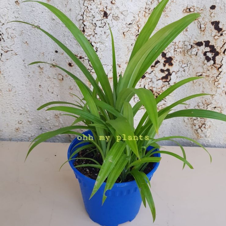 Pandan Leaves Plant (~6inch pot, 250mm ht) | Shopee Singapore