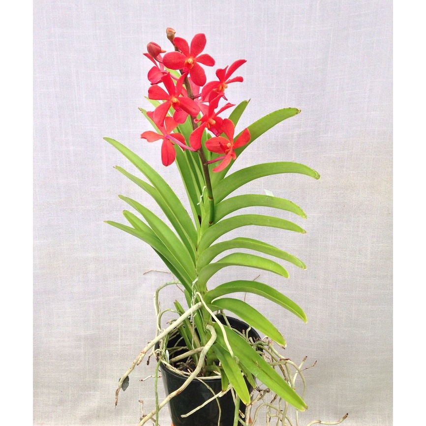 Ornamental Mokara Orchid Red Potted Flower Plant - Fresh Gardening ...