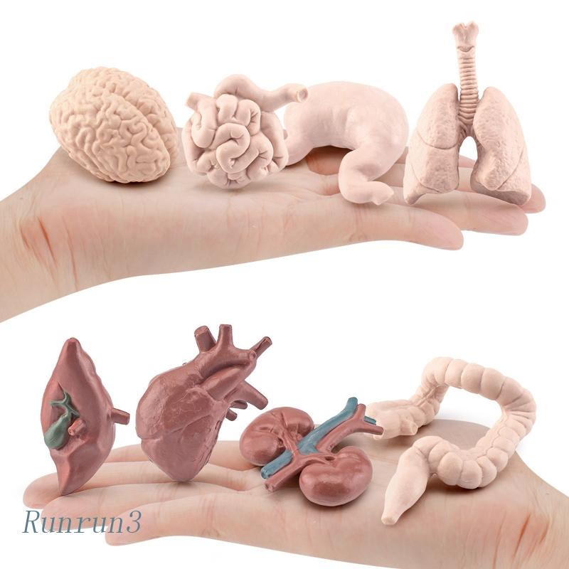 RUNNY Montessori Anatomy Organ with Liver Brain Heart Biology Science ...