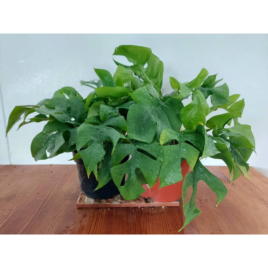 Monstera Deliciosa / Rhaphidophora Tetrasperma Baby Mini Monstera Home ...