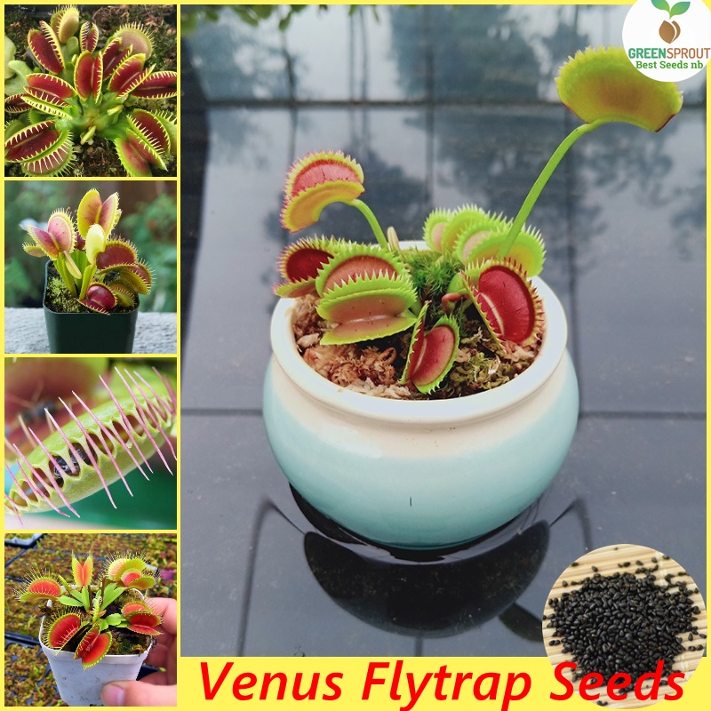 [100% Original Seed] Venus Flytrap Flower Seeds Funny Carnivorous ...