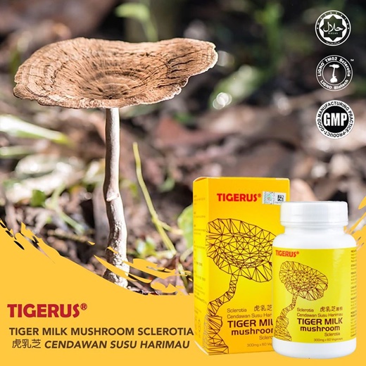 TIGERUS Organic Tiger Milk Mushroom Sclerotia 300mg 60 Vegecaps / 420mg 60 Vegecaps / Box 虎乳芝老虎奶 ...