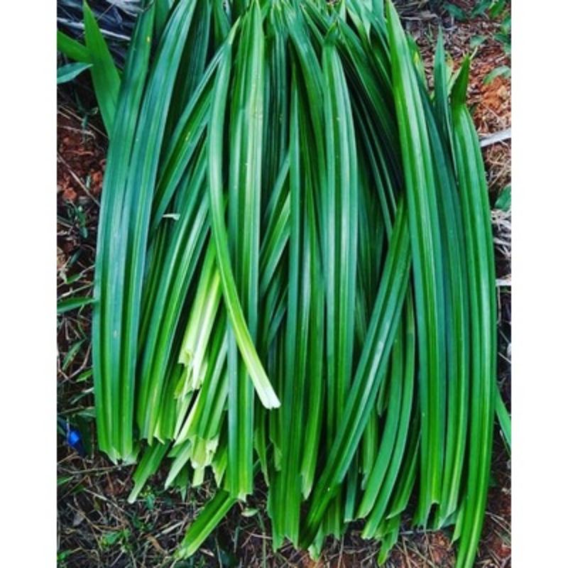 Fresh Pandan Leaves/Pandan Leaves/H兰叶 | Shopee Singapore