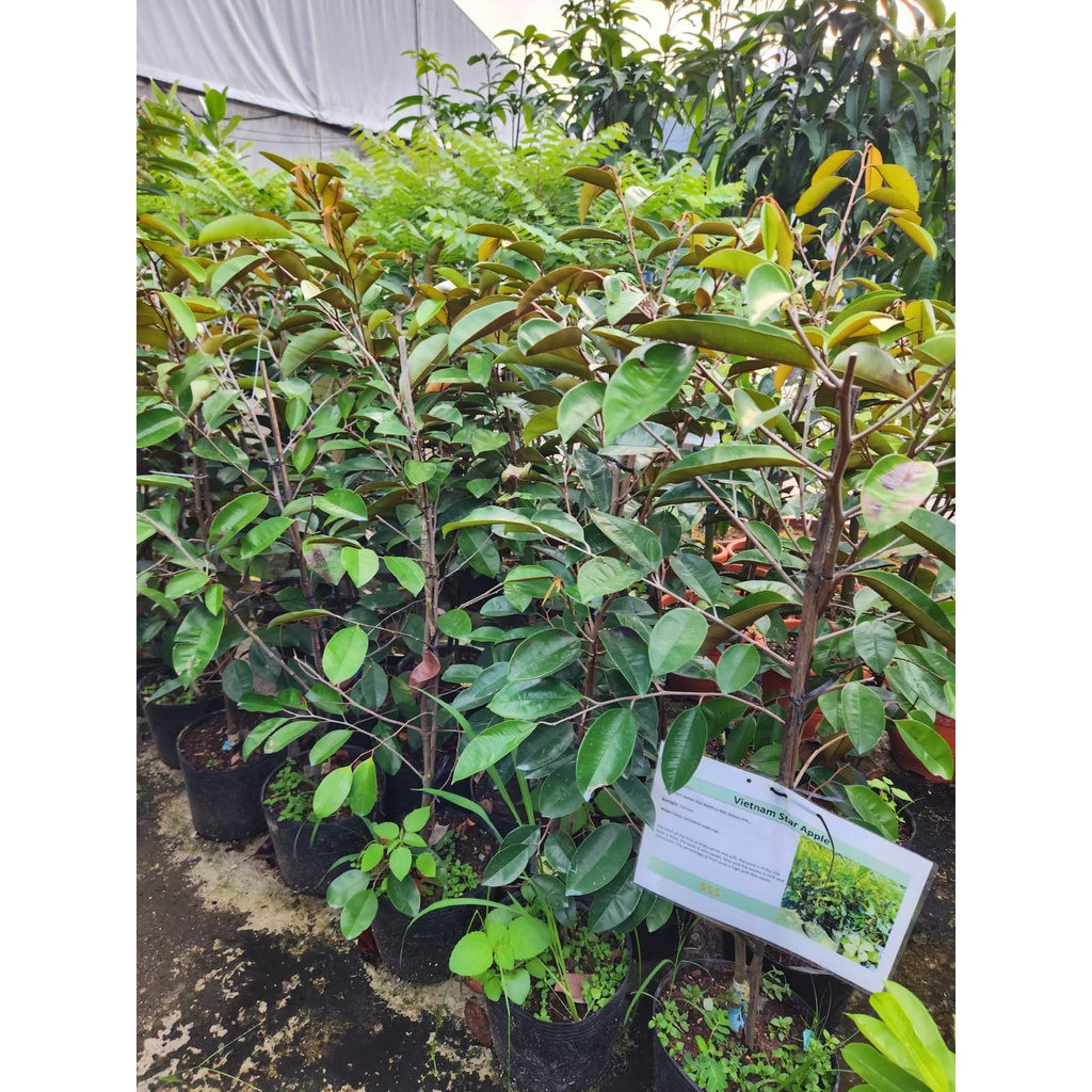 Grafted Star apple tree/ Fruit tree/ Chrysophyllum cainito | Shopee ...