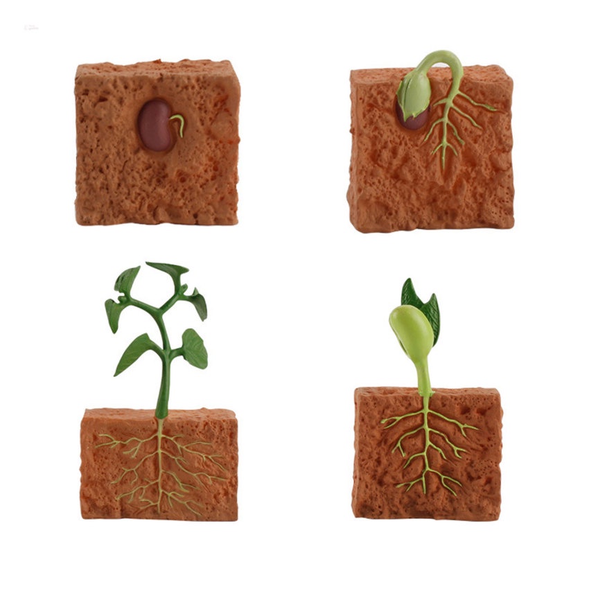 Kids Plant Seeds Growth Life Cycle Playset Cognitive Toys Teaching Aids ...