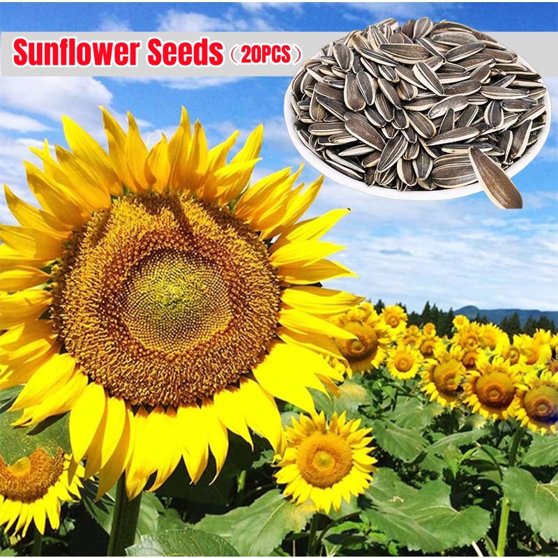 100% Original Rare Edible Sunflower Seeds for Planting (30pcs/bag ...