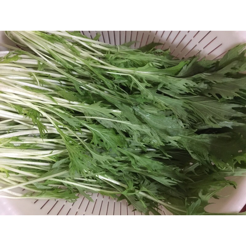 Mizuna Kyabetsu Cabbage Horenso Nira Gobou Nagaimo Komatsuna Konegi ...