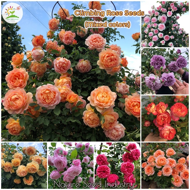 [Fast Germination] 100pcs Mixed Color Climbing Rose Seeds Perennial ...