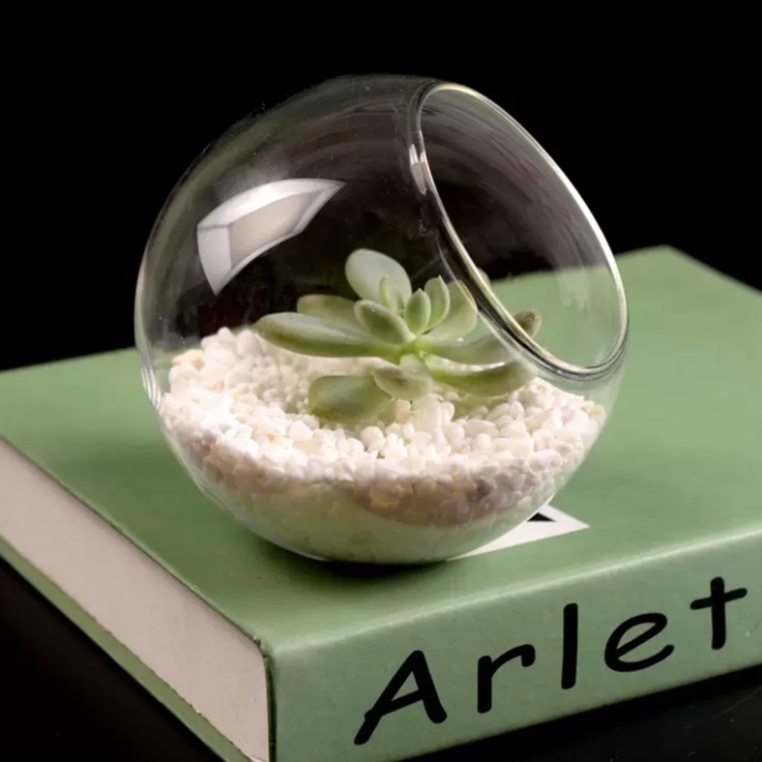 Round Transparent Terrarium Glass Planter | Succulents Pot | Gardening ...