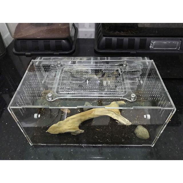 Formicarium / Ant nest / ant box 30-15-15cm | Shopee Singapore