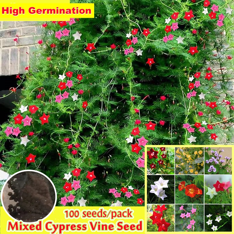100% Original 100pcs/Bag Mixed Cypress Vine Flower Seeds for Planting ...