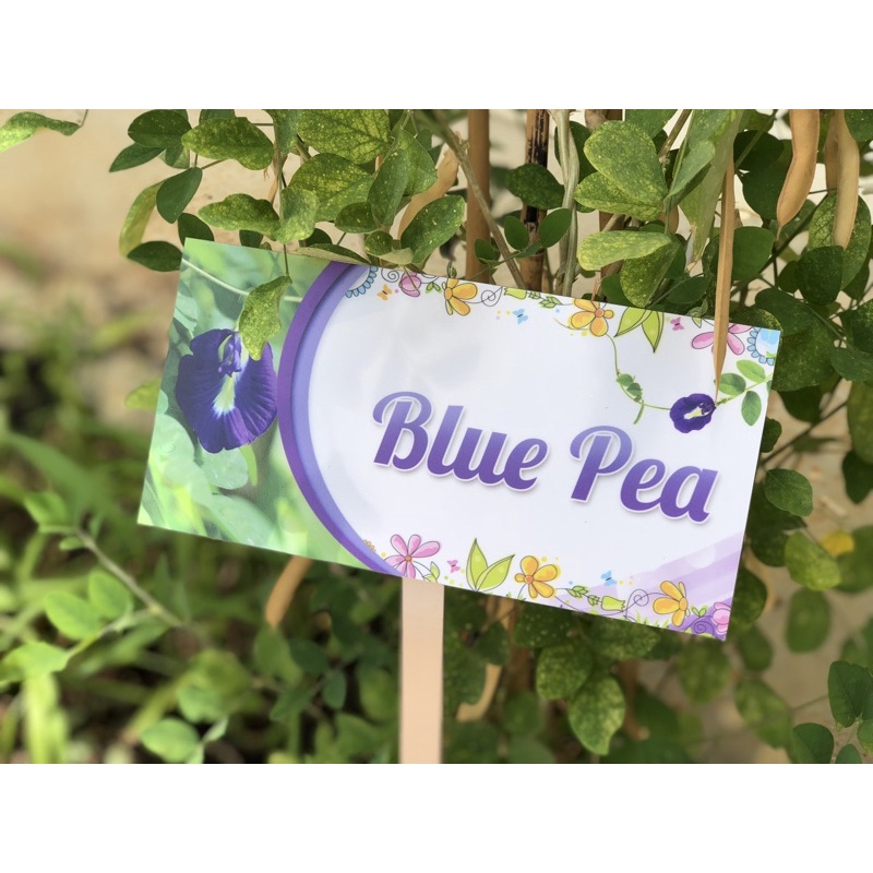 Blue Pea Garden Plant Signage | Shopee Singapore