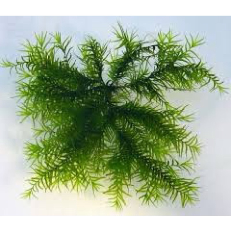 SG READY STOCK | Java Moss Mini Pelia US Fissiden Thai Fissiden Moss ...