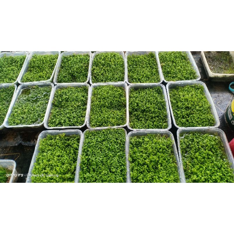 Monte Carlo aquatic plants | Shopee Singapore Monte Carlo aquatic plants | Shopee Singapore