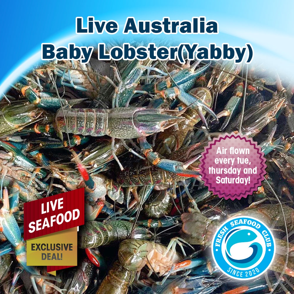Live Australia Baby Lobster (Yabby) Crawfish, Gross Weight: 2kg (25g ...