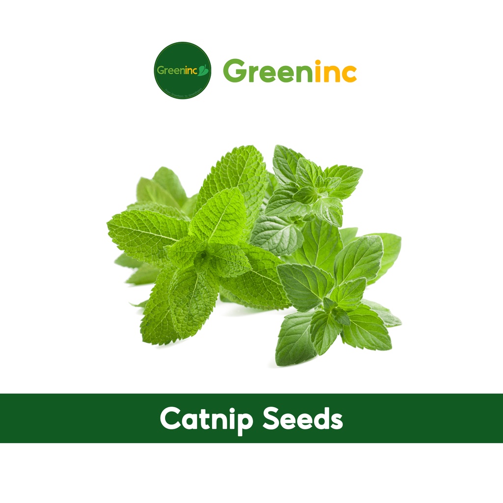 Catnip Seeds (猫薄荷) Herb Seeds from SG | Shopee Singapore