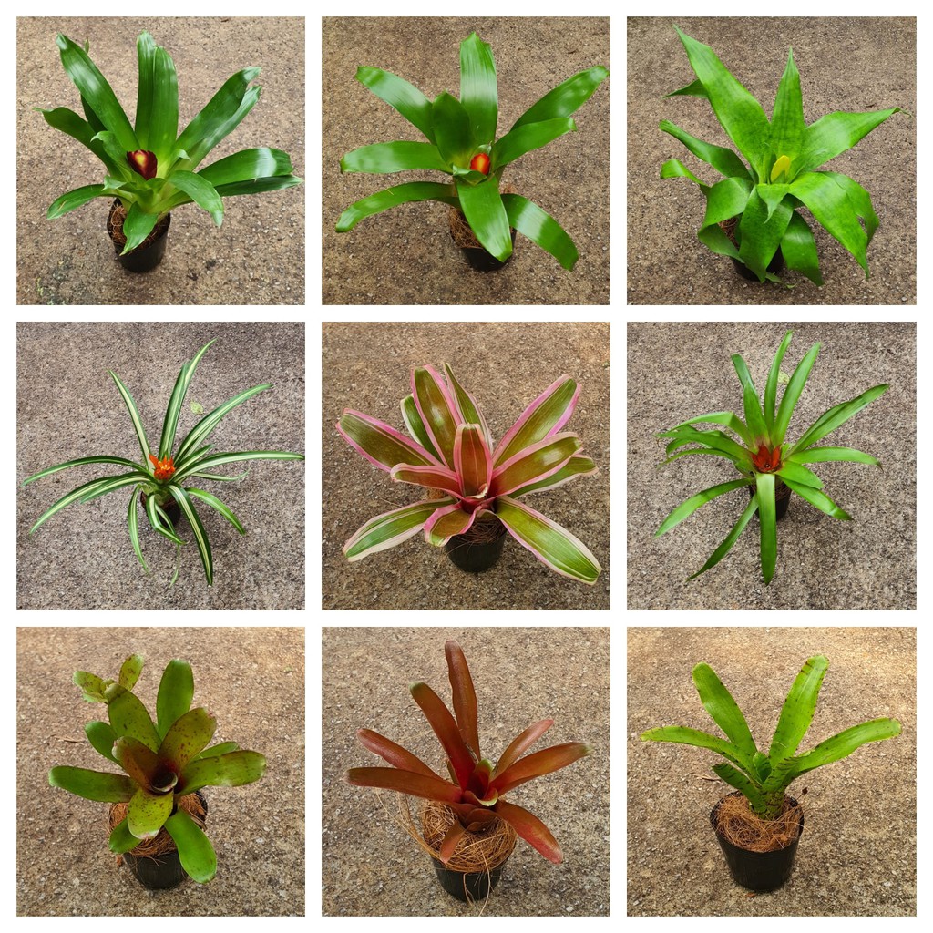 Assorted Bromeliads in Polybag Selection *Houseplant* *Bromeliad ...