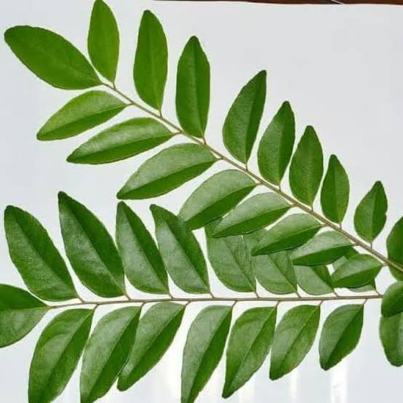SALAM KOJA TEMURU TEMURUI CURRY LEAVES FRESH FRESH PICKED DIRECTLY ...