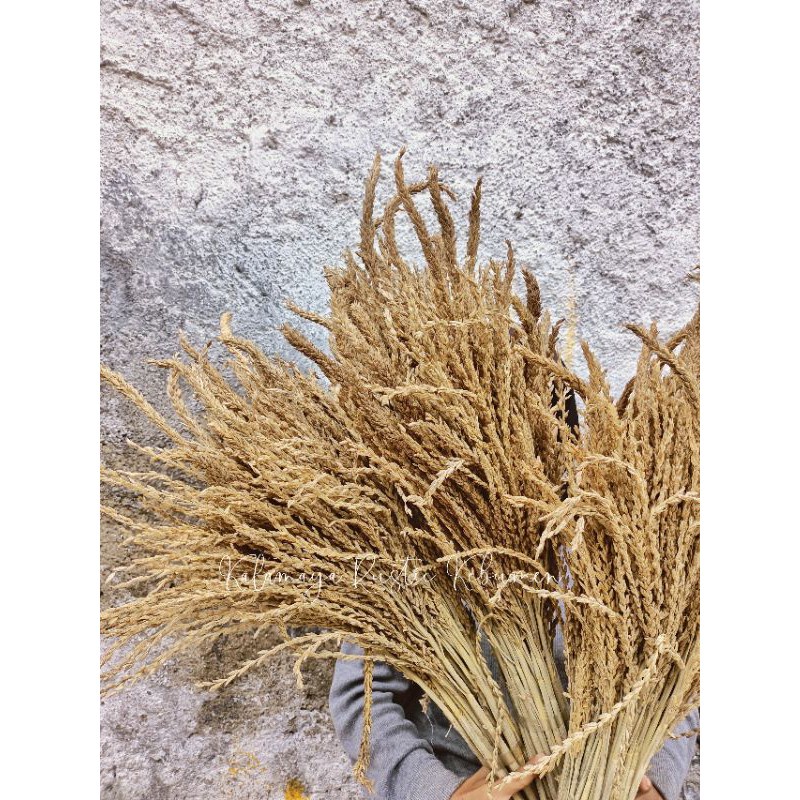 Corn Decoration Rustic Dried Corn Flower Dried Corn Dowry Terrarium ...