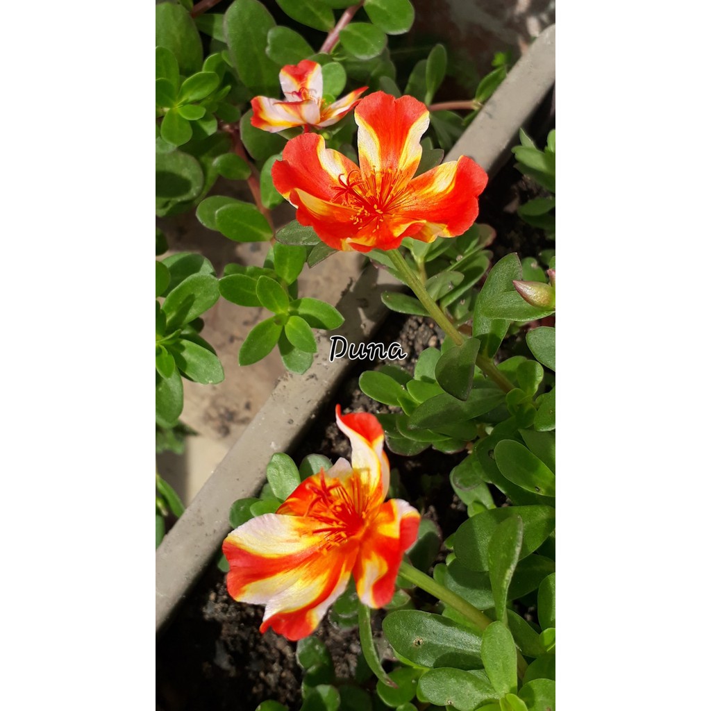 Japanese Rose Flower Type Duna (5-7 Cuttings) | Shopee Singapore