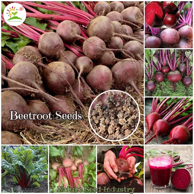 100Pcs Seeds/pack Beetroot Seeds Red Beet Organic Vegetable Seeds ...