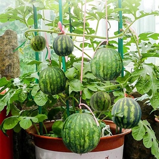 [Easy To Grow In Singapore] 20pcs Edible Dwarf Watermelon Seeds Fruit ...